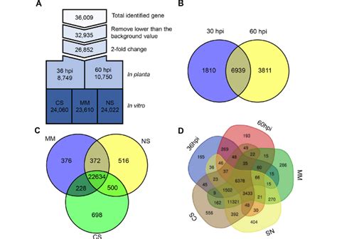 Transcriptome Profiling Of C Miyabeanus Genes During In Planta And In Download Scientific