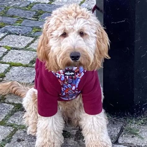 Millie The Cockapoo Owner Story Purina Uk Purina