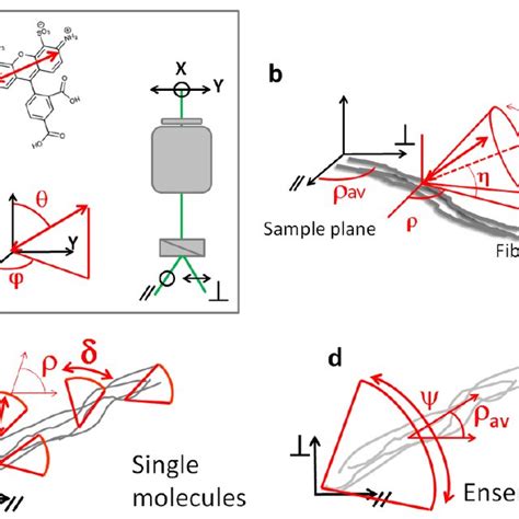 Fig S1 Definition Of Angles Used In The Model And Data Analysis A Download Scientific