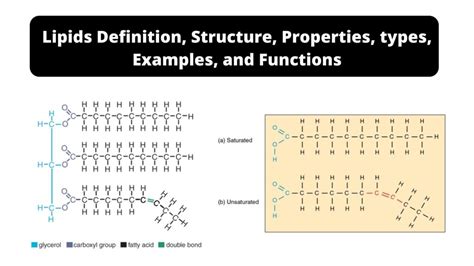 Lipids Structure Function And Classification Of Lipids Compound