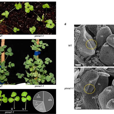 A Molecular Framework Underlying The Compound Leaf Pattern Of Medicago Truncatula Request Pdf