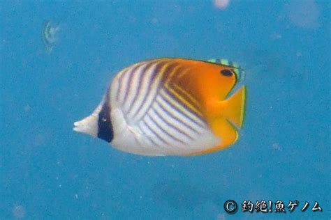 トゲチョウチョウウオ専門 釣絶魚ゲノム