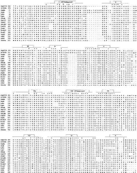 Multiple Alignment Of The Sequence Of The Kinase Domain Of Atpk2324 Download Scientific Diagram