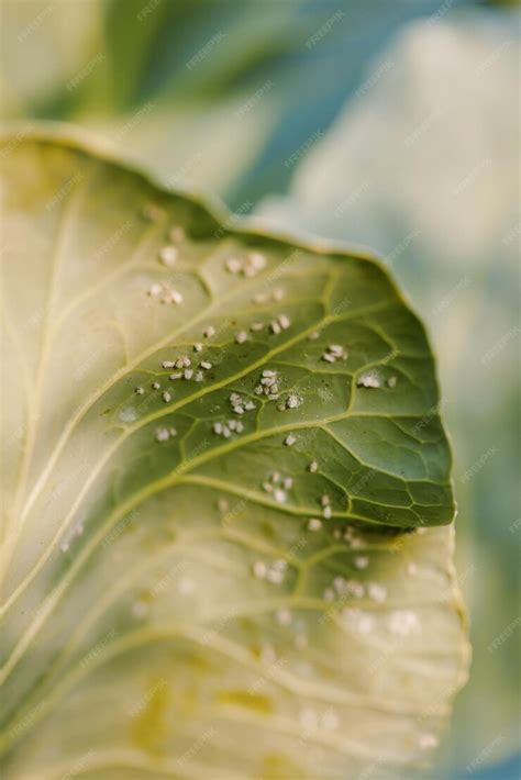 Premium Photo Whitefly Aleyrodes Proletella On The Cabbage Leaf