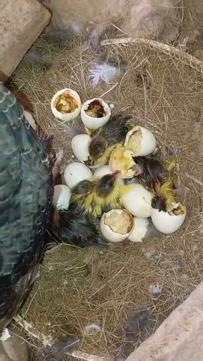 টার্কি মুরগির নিচে চিনা হাসের বাচ্চা ফুটালাম Youtube