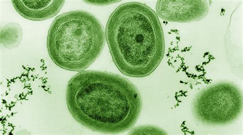 Short And Long Distance Cell Signaling By Britney Atoms To