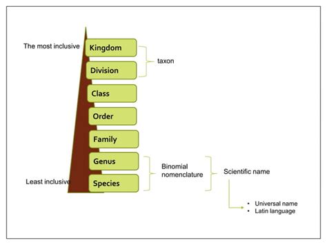 1 Botanical Classification Ppt Agriculture Industries