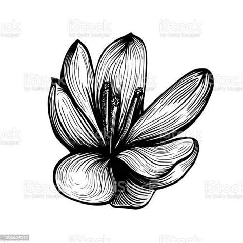 사프란 꽃 스케치 흰색 배경에 고립 된 크로커스 손으로 그린 벡터 일러스트레이션 꽃 나무에 대한 스톡 벡터 아트 및 기타 이미지 꽃 나무 꽃 한송이 꽃 식물 Istock