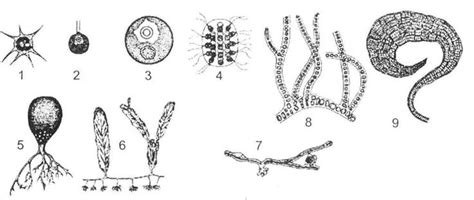 Основні моменти розвитку рослин Основні напрямки розвитку живих організмів ШЛЯХИ РОЗВИТКУ