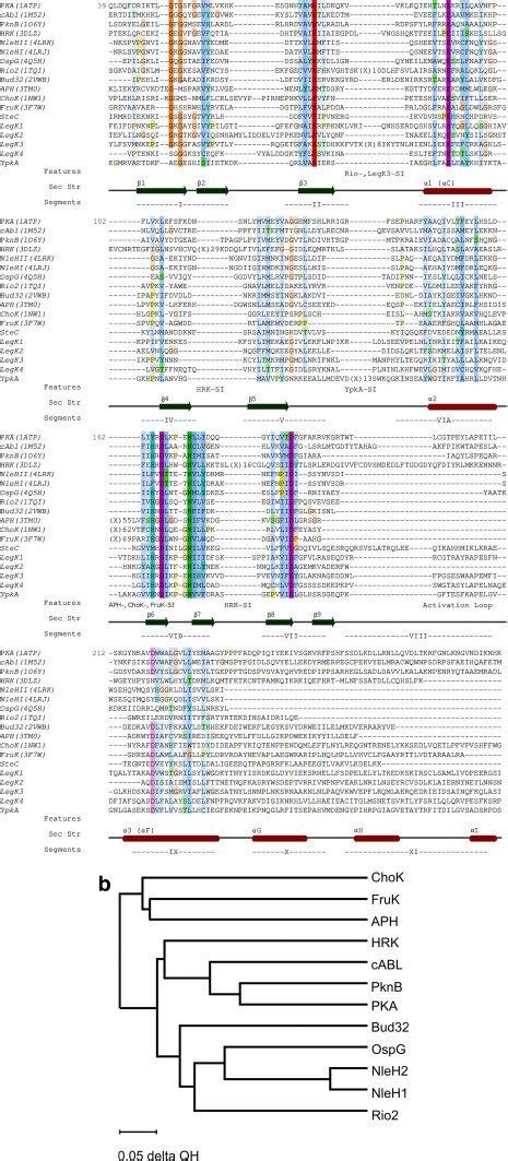a structure based sequence alignment of several mammalian kinases and