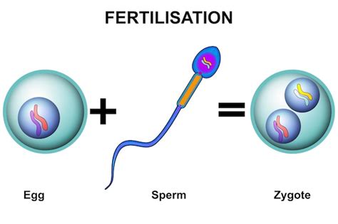 Premium Photo Fertilization Process Of Sperm And Egg