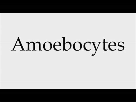 Amoebocytes