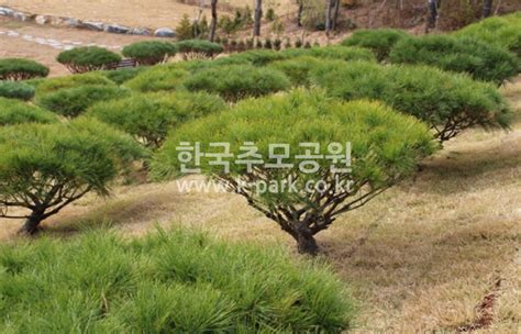 한국추모공원 용인 안성수목장 시설둘러보기 1 페이지