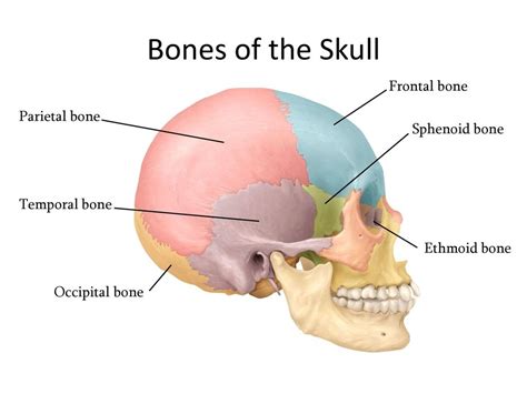 Cranial Bones Diagram Quizlet