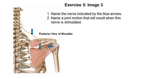 Spinal Cord Spinal Nerves Lab Computer Exercises