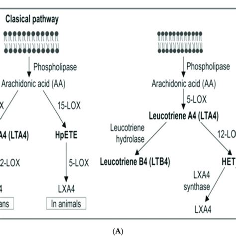 Aged Mice Show Reduced Resolvins Protectins And Maresins And Lxa4 In Download Scientific