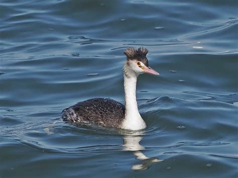 カンムリカイツブリ 2021 11 19 日本の野鳥識別図鑑