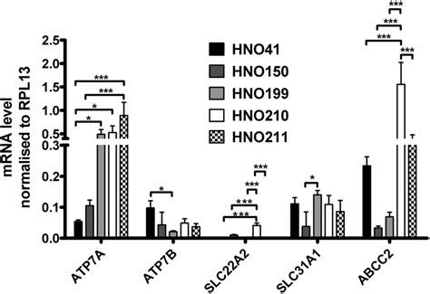 Mrna Expression Profile Of Pt Drug Transporters In Hnscc Cell Lines