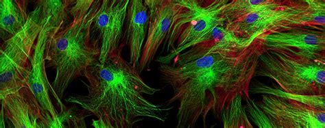 Cellular Analysis Avantor