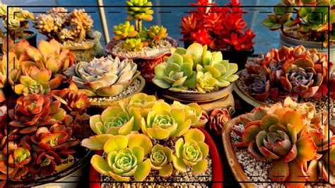 다육이 색감은 가을 햇살이 최고네요~~ Youtube