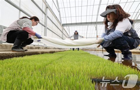 진안군 벼 재배 전 농가 1800㏊에 육묘상자처리제 지원 뉴스1