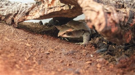 Malaysian Horned Frog Care And Breeding Tips Reptiles Magazine