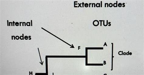 Construction Of Phylogenetic Trees