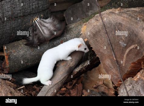 A Stoat Or Short Tailed Weasel Hunting For Food In A Pile Of Firewood