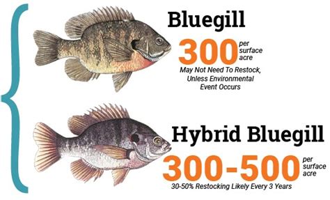 Bluegill Vs Hybrid Bluegill Wisconsin Lake And Pond