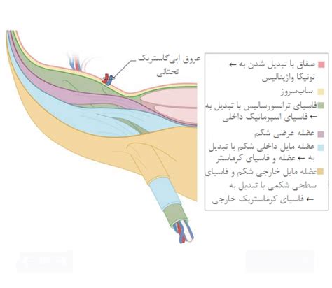 آناتومی دیواره قدامی شکم