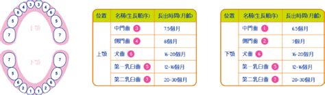 寶寶長牙時間與順序 And 寶寶長牙照護方法大公開｜雀巢能恩