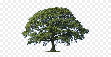 The Live Oak Tree The Live Oak Tree Botanical Name Quercus Virginian The Live Oak Tree Is