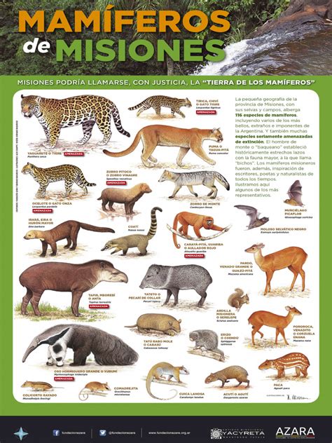 Mamiferos Misiones Pdf
