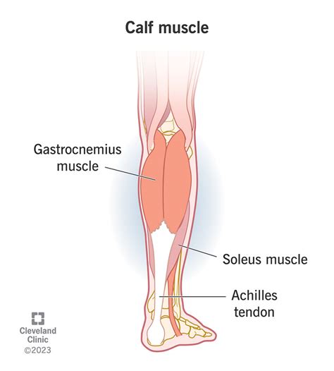 Calf Muscle Anatomy Function And Common Conditions