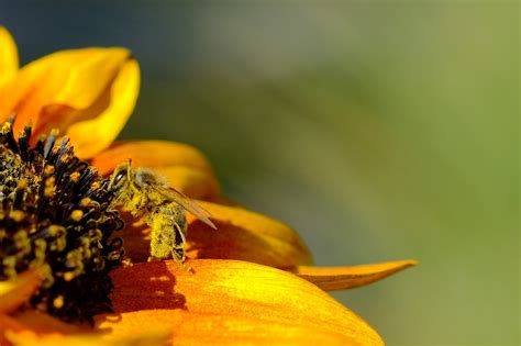꿀벌 벌 꽃 Pixabay의 무료 사진 Pixabay