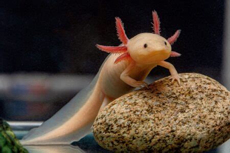 Axolotl Sexing How To Determine An Axolotls Gender