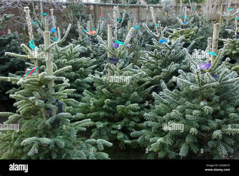 Are Conifers Christmas Trees At Bernice Astle Blog