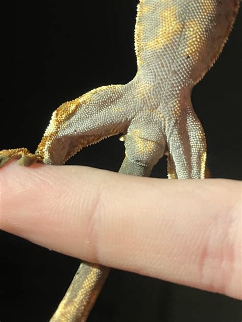 Can Somebody Help Sex My Crested Gecko R Crestedgecko