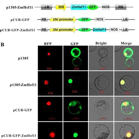 Subcellular Localization Of Zmhsf11 A Schematic Representation Of Download Scientific Diagram