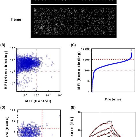 Protein Microarray Analyses Of Binding Of Heme To 9000 Human Proteins