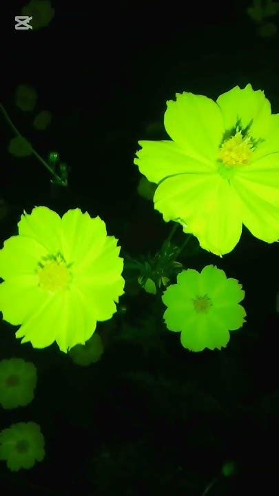 මාත් එක්ක කවුද එන්නේ බුදුන් වදින්න යන්න 🙏 Youtube