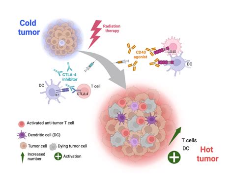 Combination Radiation With Immunotherapy Shows Promise Against Cold