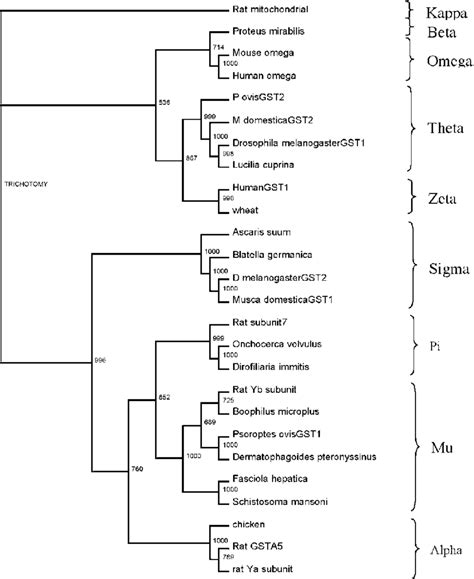 Phylogenetic Analysis Of Gst Protein Sequences Annotation To The Right Download Scientific