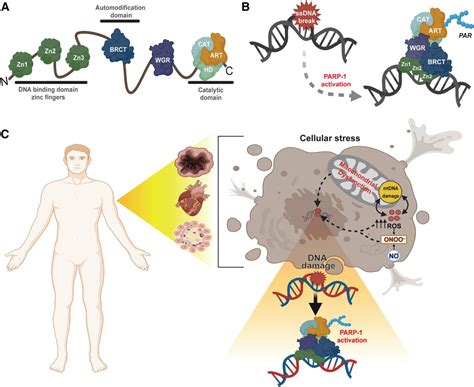 Molecular Imaging Parp 1 And Beyond Journal Of Nuclear Medicine