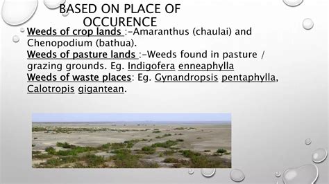 Weed Management Ppt Pptx