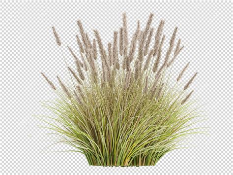 Premium Psd Many Beautiful Reed Grasses In Isolated 3d Rendering