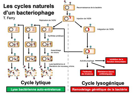 Phage Therapy