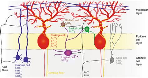 Serotonin In The Cerebellum Springerlink