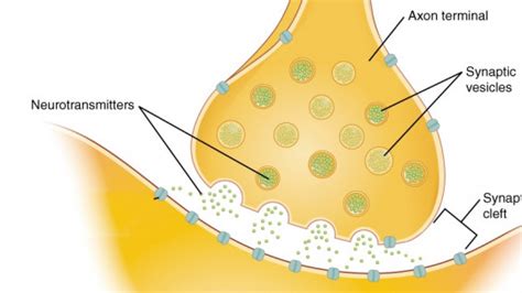 Types Of Synapses And Their Functioning In The Brain 2025
