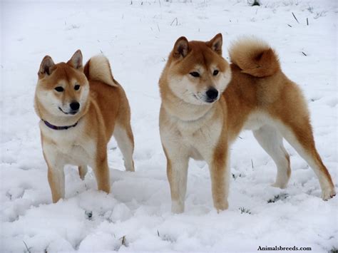 Shiba Inu Puppies Rescue Pictures Information Temperament Price